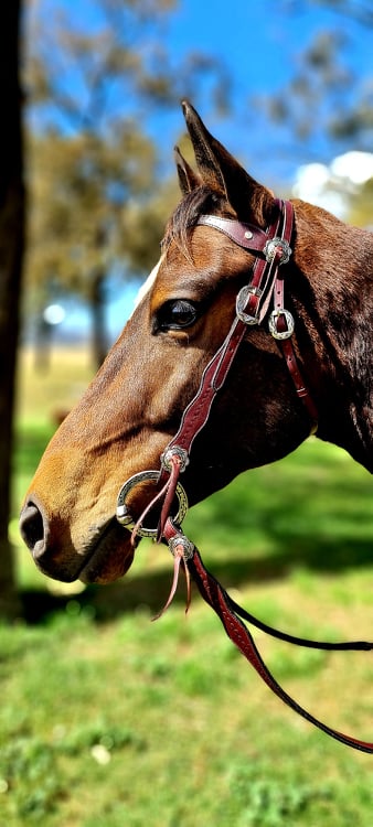 "Yellowstone Rancher" Bridle and Rein set — Toprail Equine